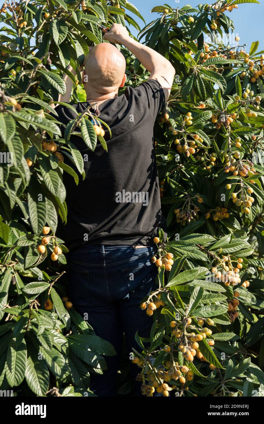 Democratic presidential hopeful Senator Cory Booker harvests Loquat ...