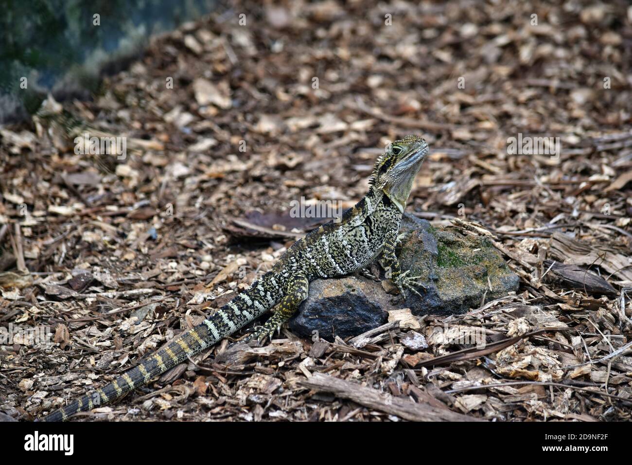 The Australian lizard eastern water dragon ( Physignathus lesueurii) on ...
