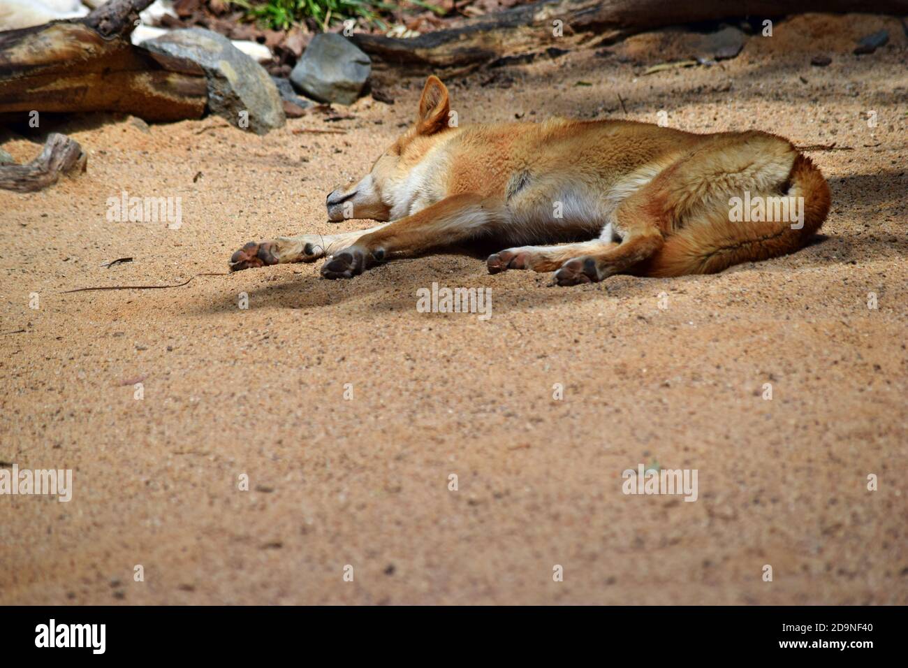 Australian dog dingo (Canis dingo) is lying on the sand in Queensland ...