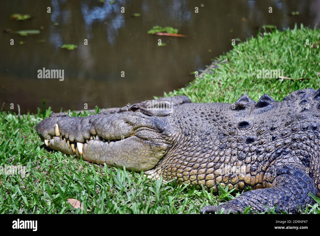 Crocodiles resting at crocodile farm in Queensland, Australia Stock ...