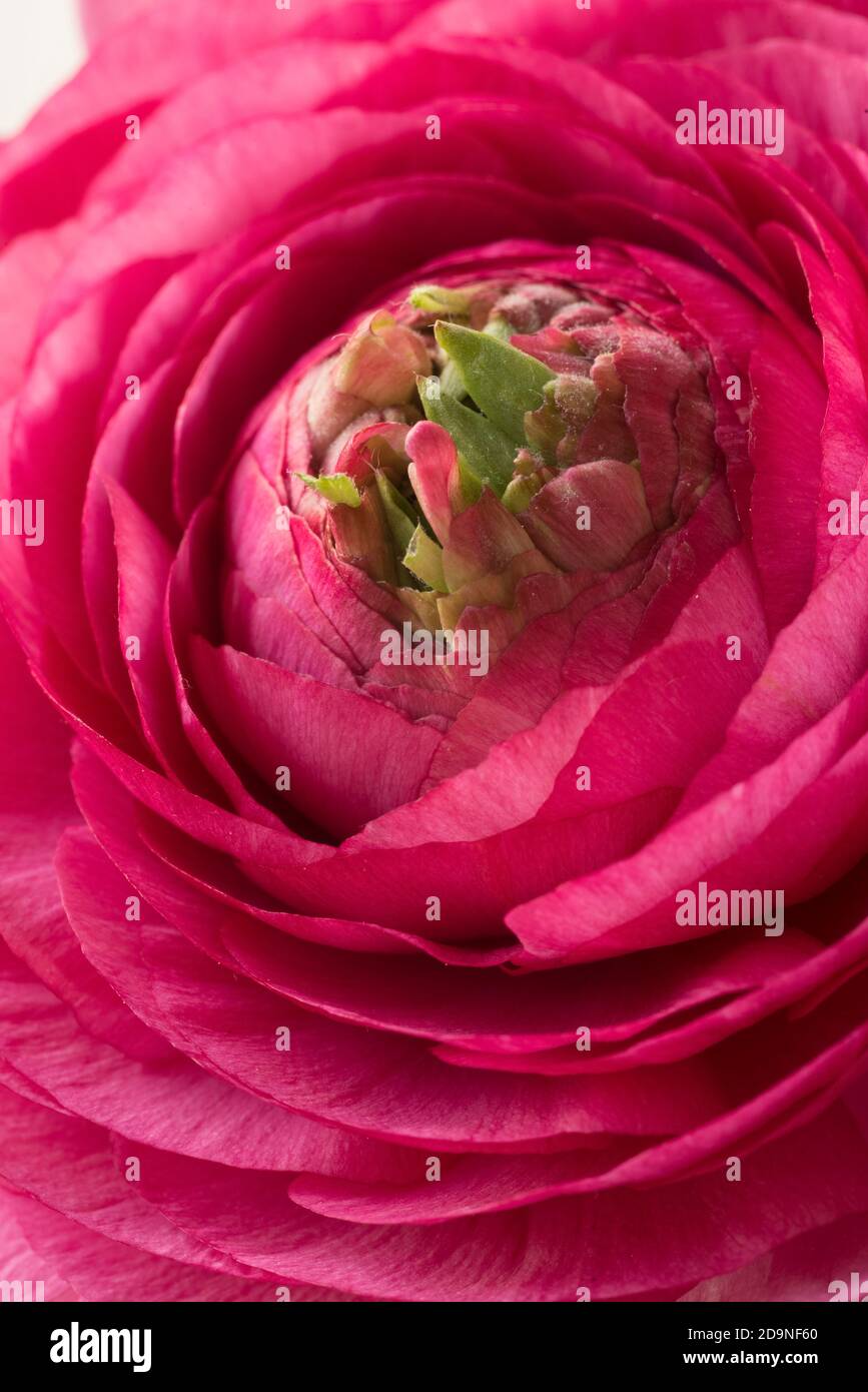 Ranunculus flower in detail Stock Photo - Alamy