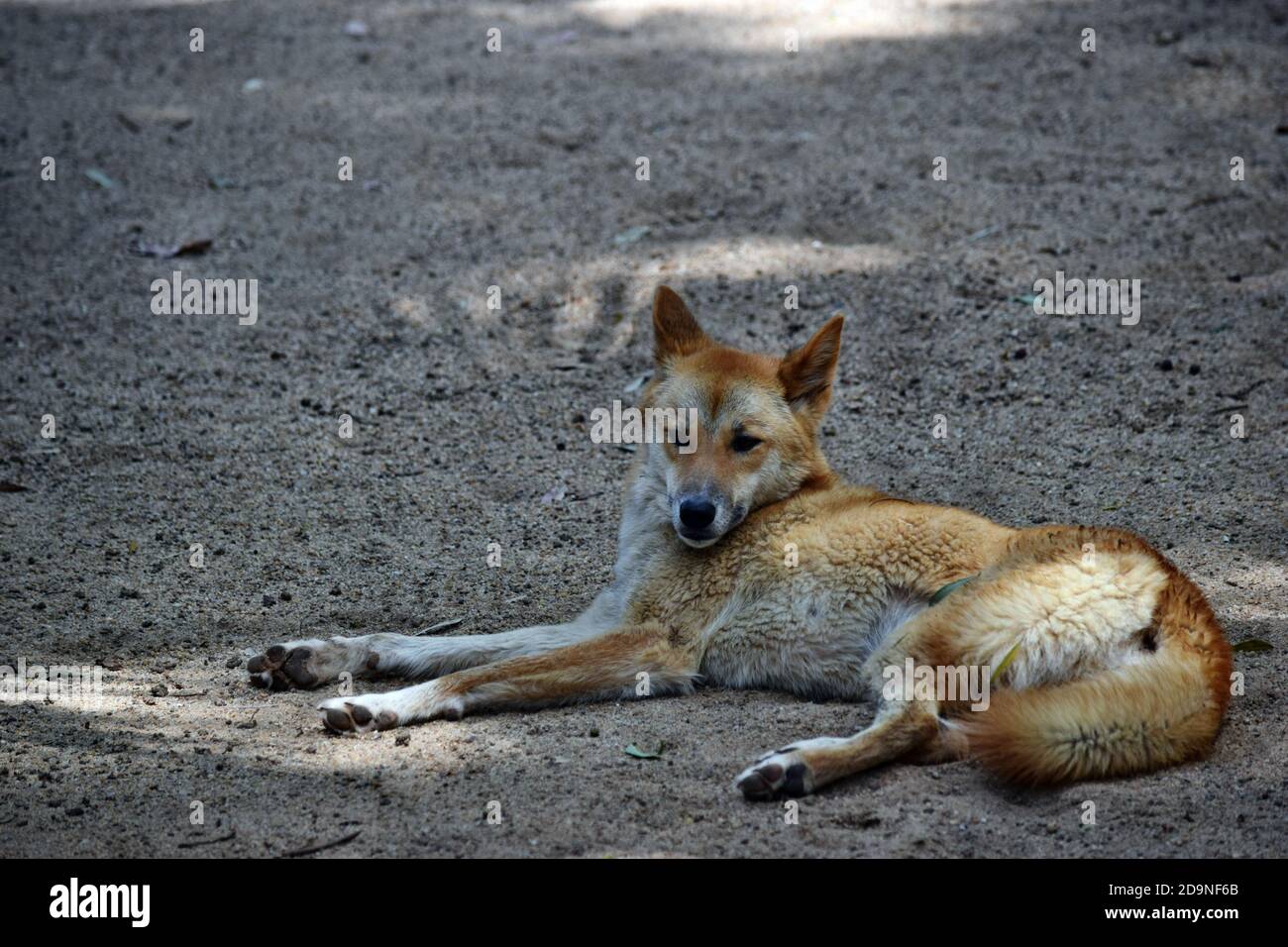 Australian dog dingo (Canis dingo) is lying on the sand in Queensland ...