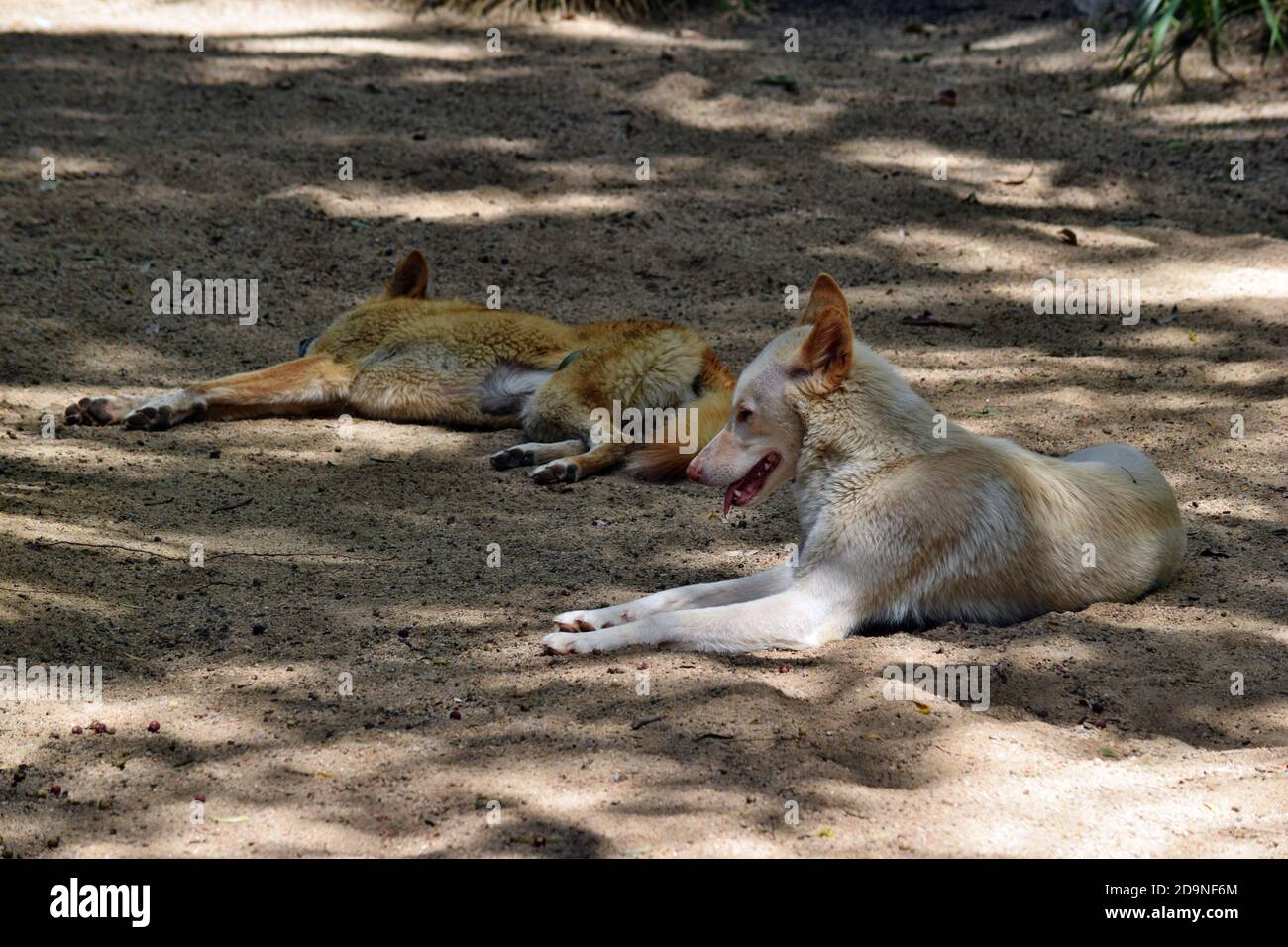 Australian wild dogs hi-res stock photography and images - Alamy