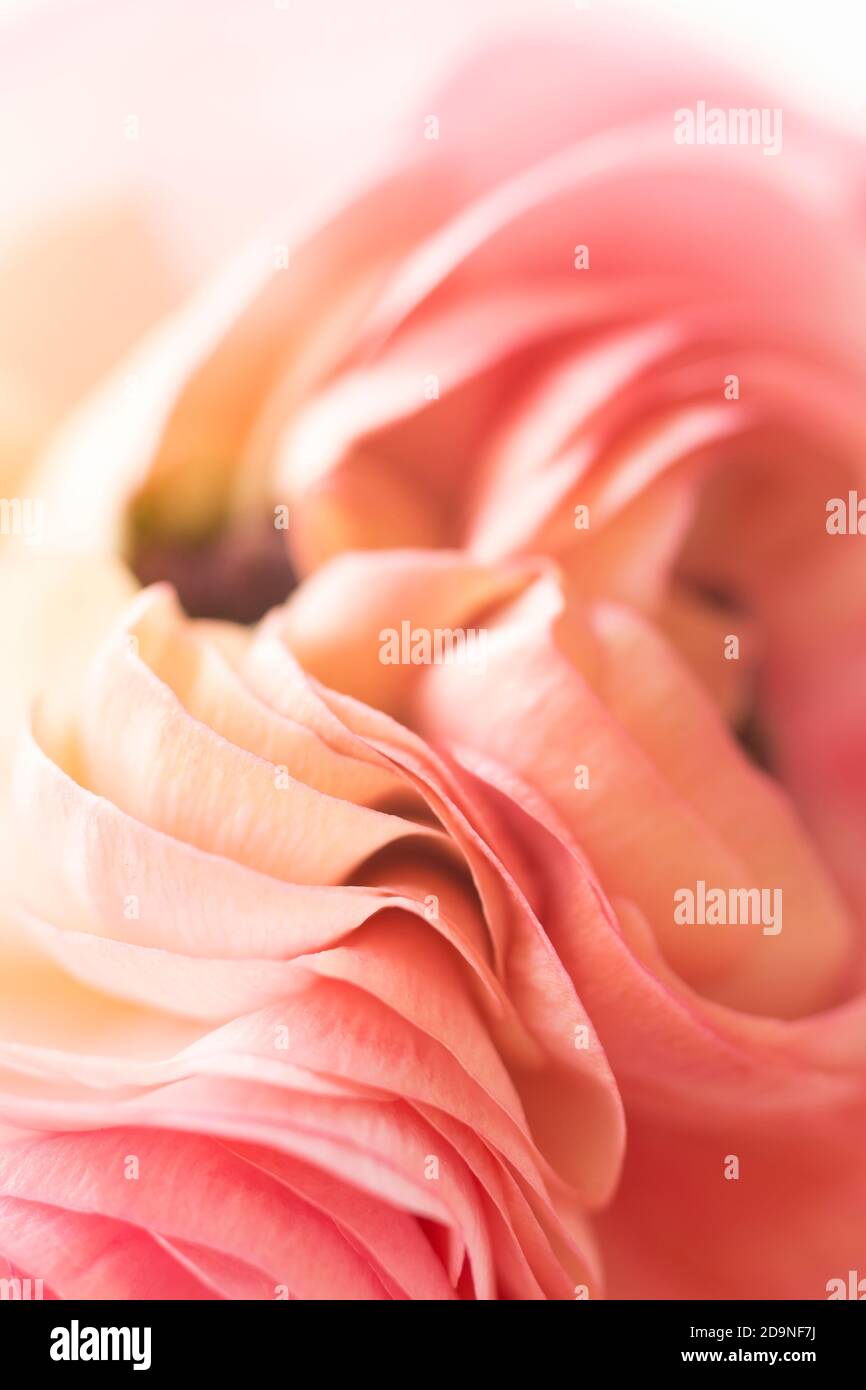 Ranunculus flower in detail Stock Photo - Alamy