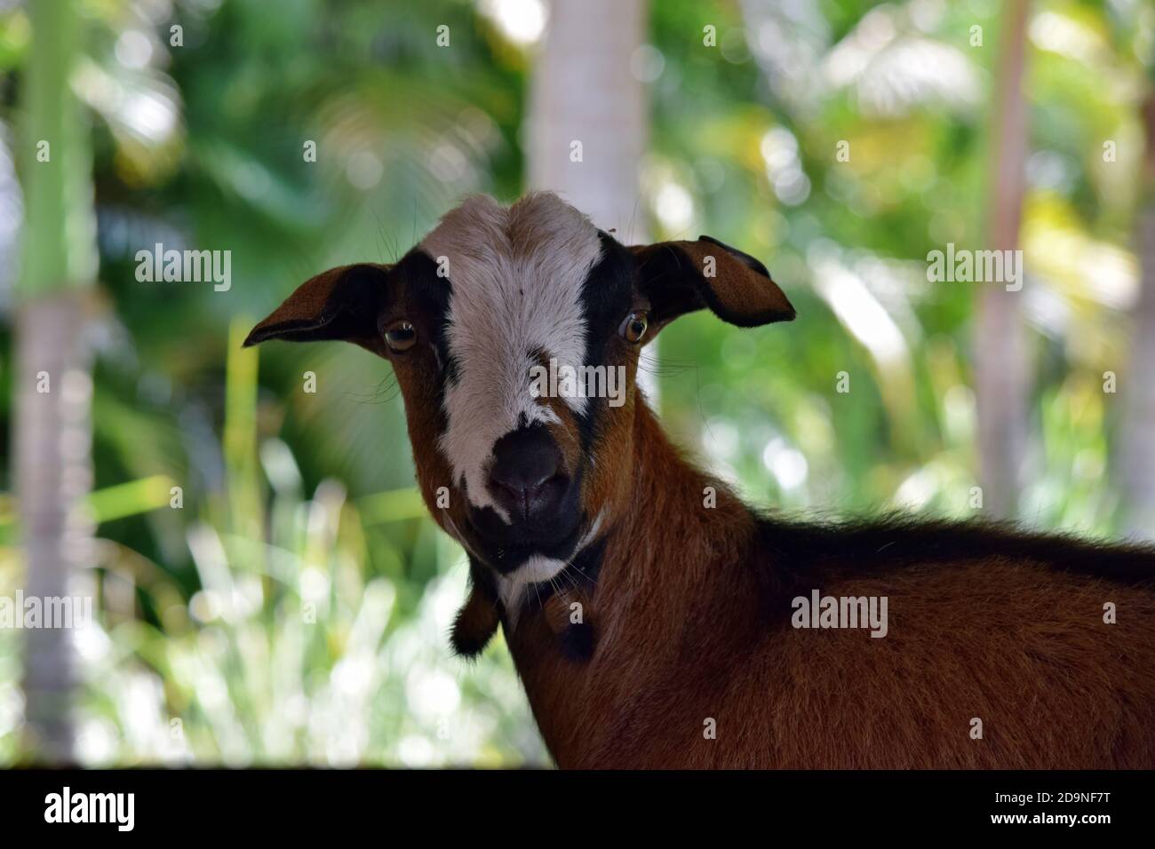 Goat island australia hi-res stock photography and images - Alamy