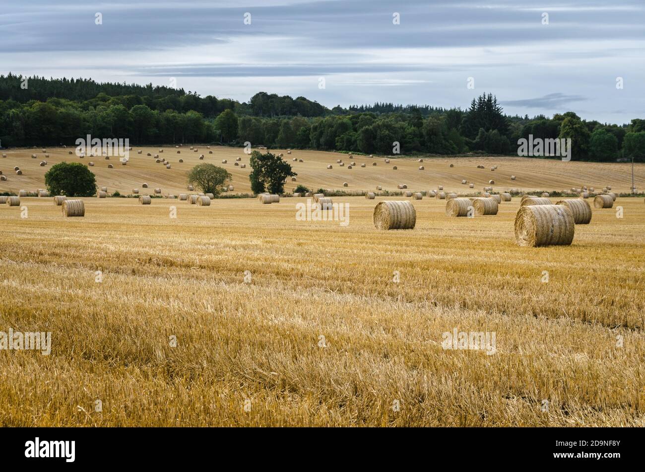 Landscape with bundles of hay in a dry field during the summer ...