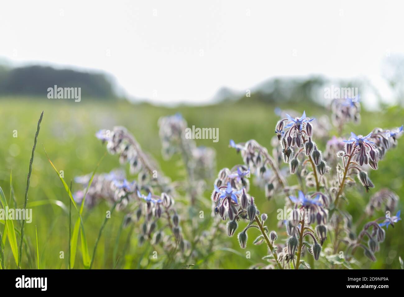 Borage on a bee pasture in the field hi-res stock photography and ...
