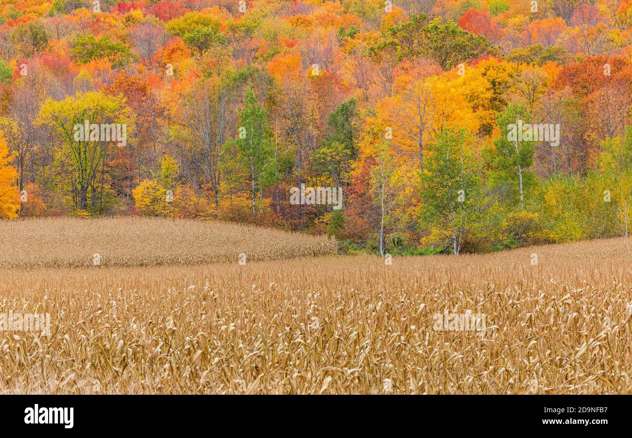 Standing corn and beautiful fall colors in northern Wisconsin Stock ...