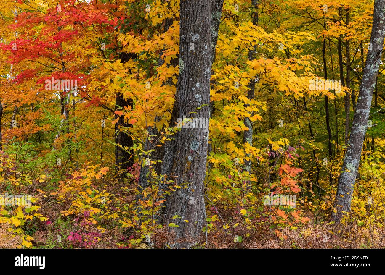 Boreal colors hi-res stock photography and images - Alamy