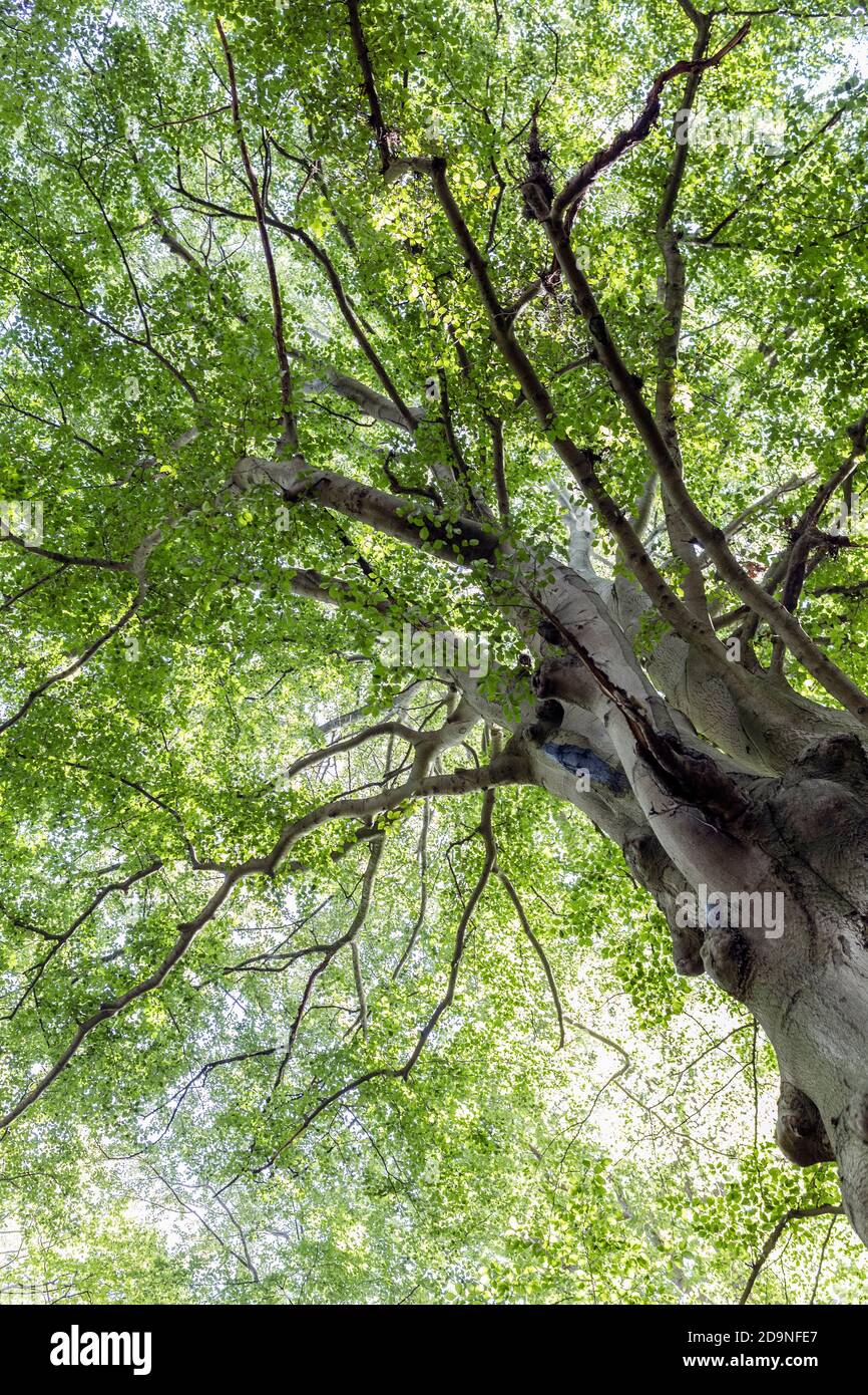 View into a beech tree from below Stock Photo - Alamy