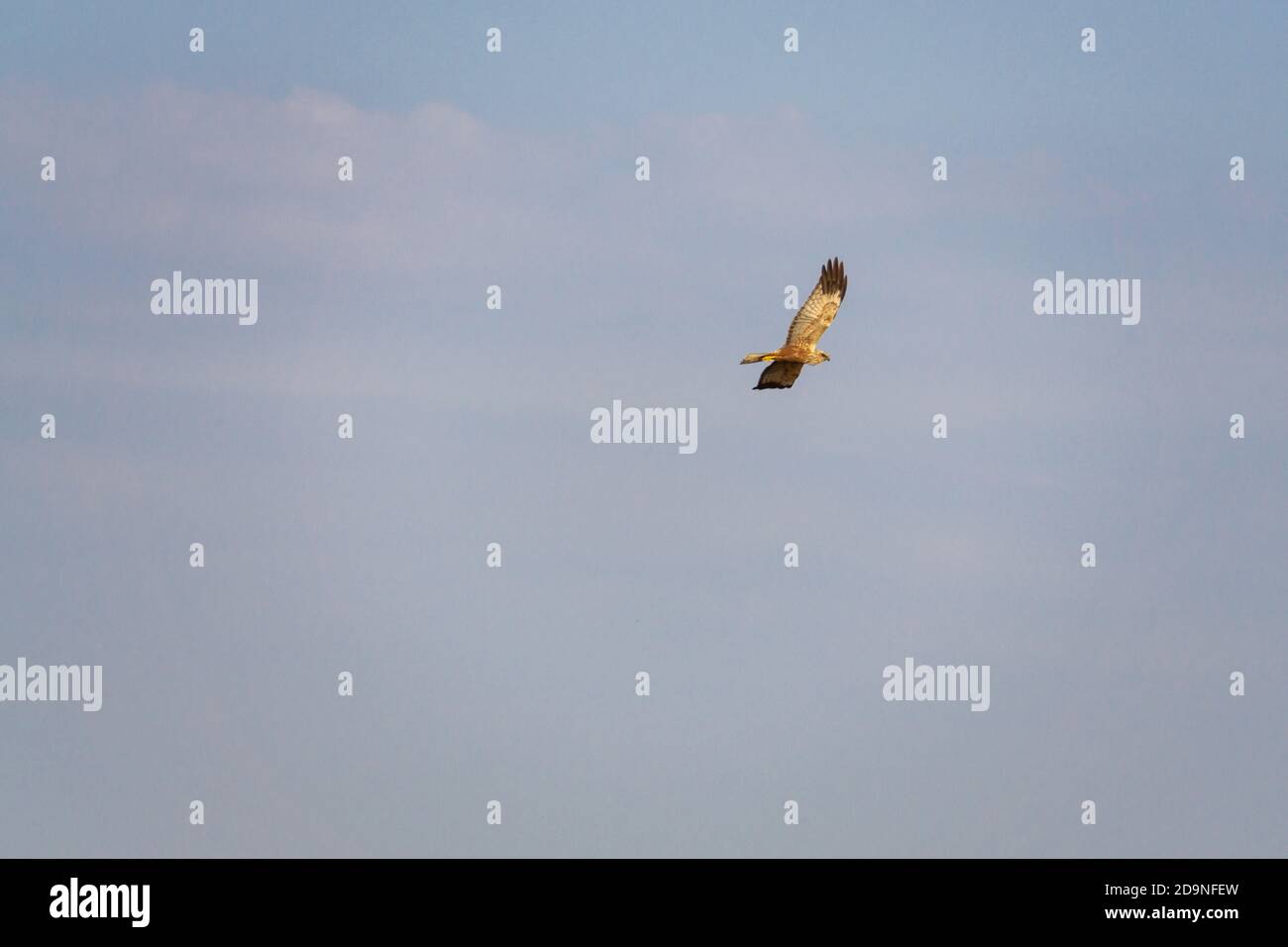 Raptor flying high in the sky Stock Photo - Alamy