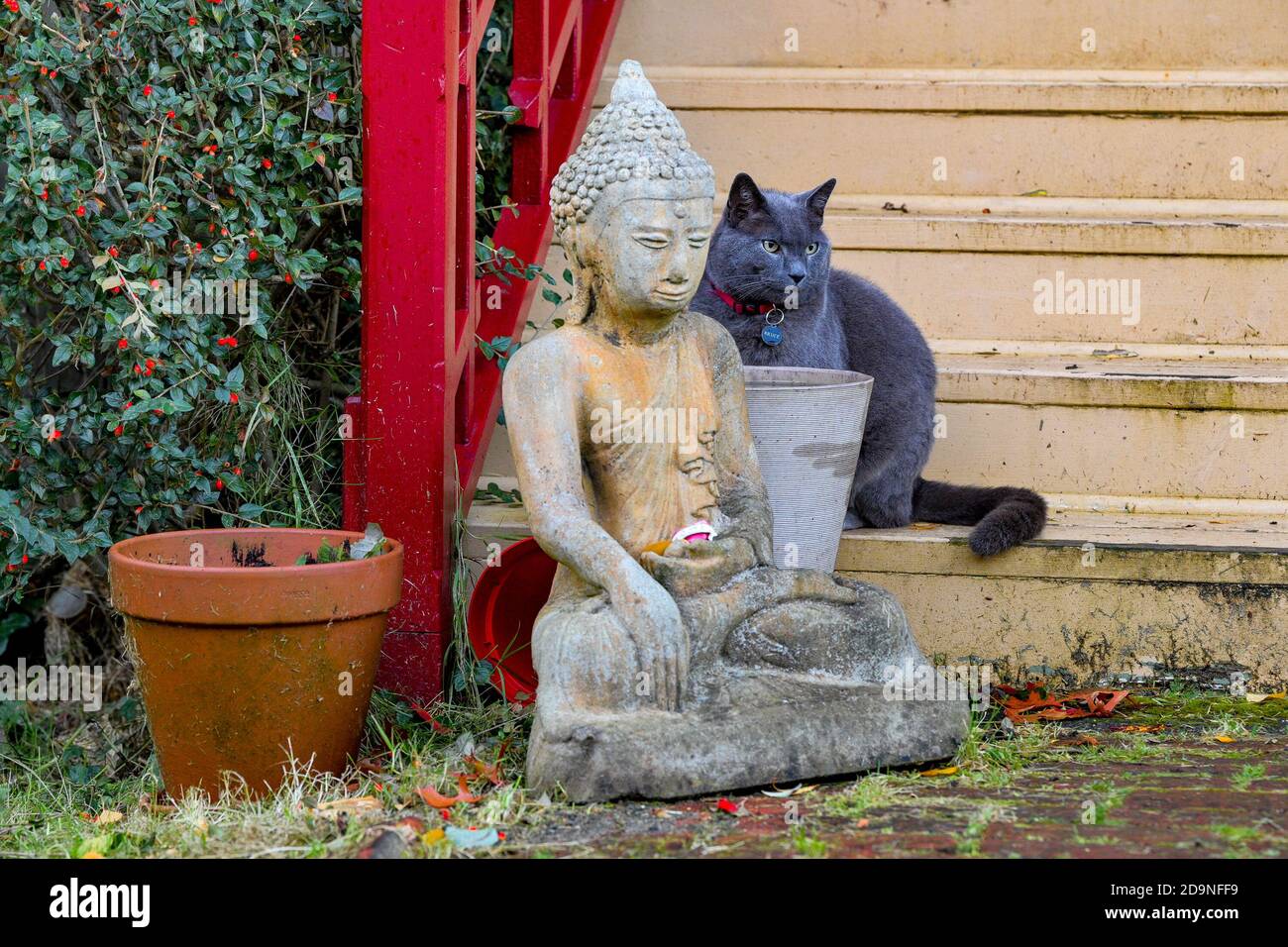 Buddha cat hi-res stock photography and images - Alamy