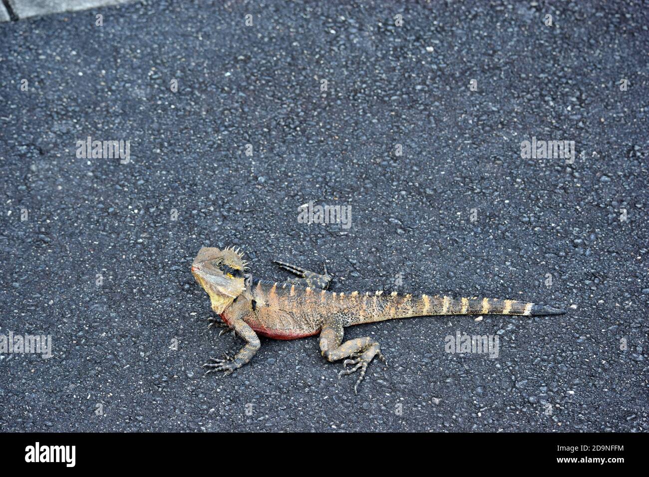 The Australian lizard eastern water dragon ( Physignathus lesueurii) on ...