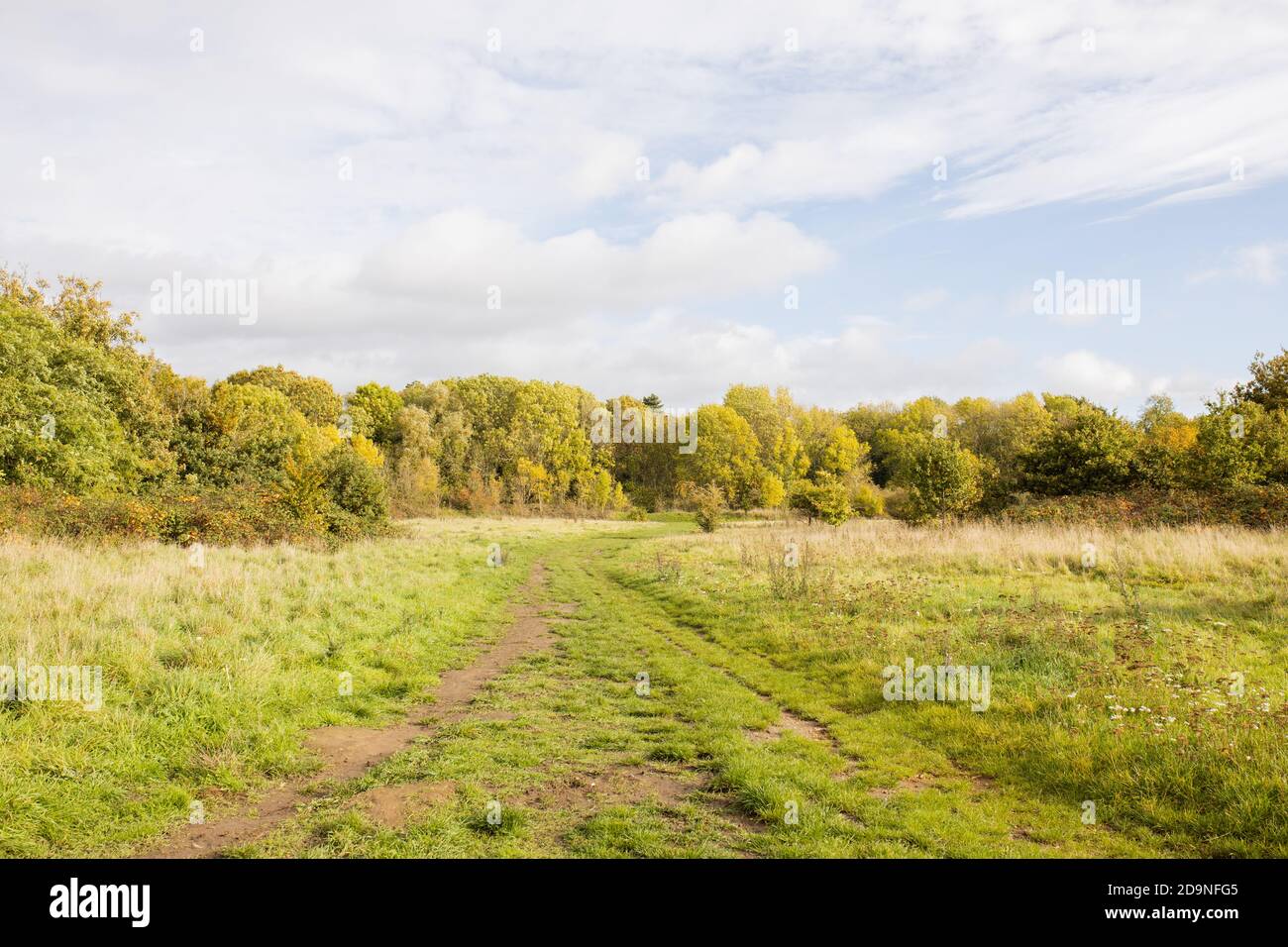 Slightly cloudy sky above the sun-covered grassland surrounded by trees ...