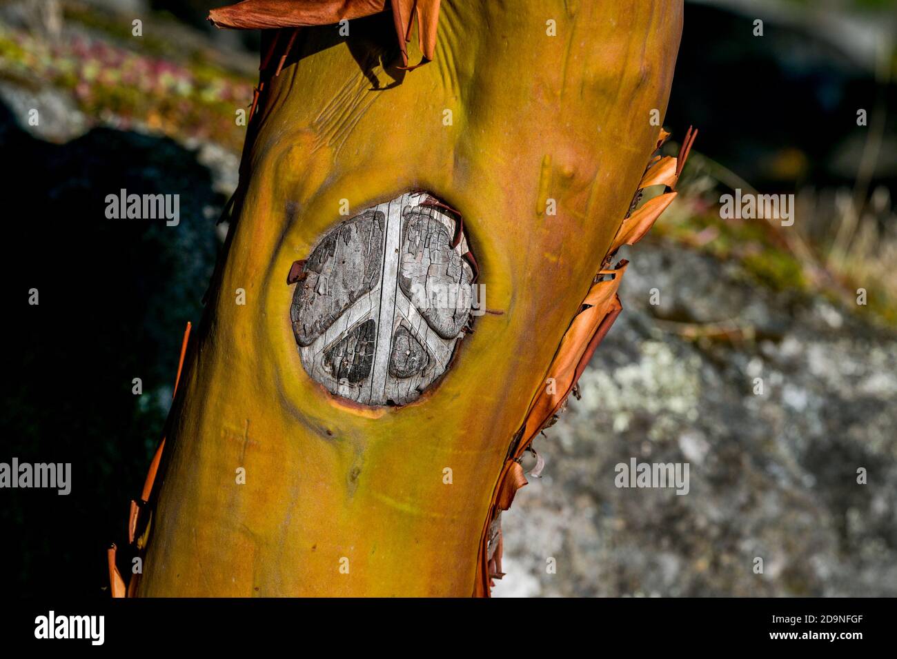 Peace symbol carved into arbutus tree trunk Stock Photo - Alamy
