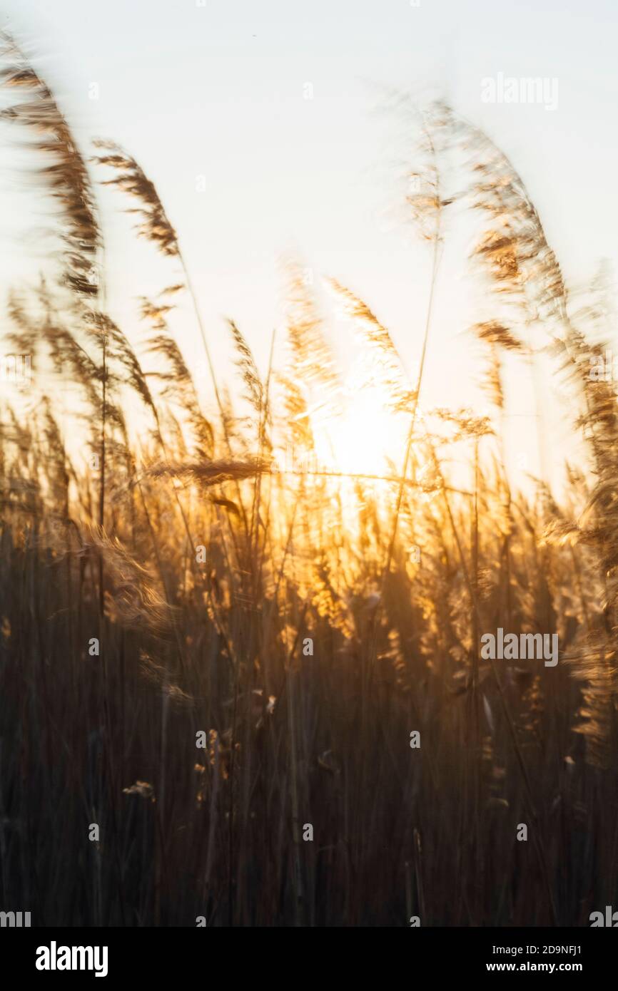 Reedy shoreline hi-res stock photography and images - Alamy