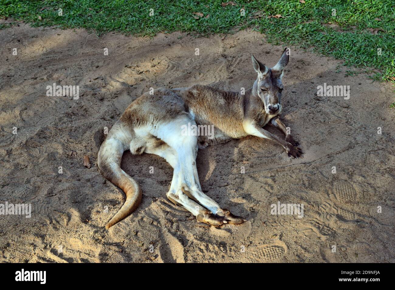Red Kangaroo Muscles