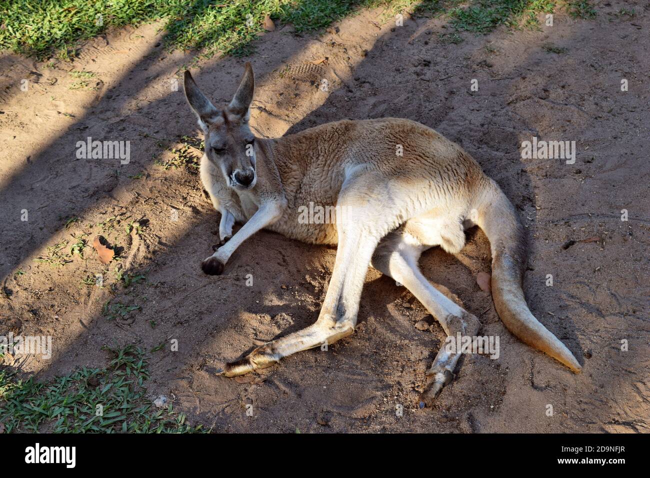 Very muscular wild red kangaroo lying on the ground in Queensland ...