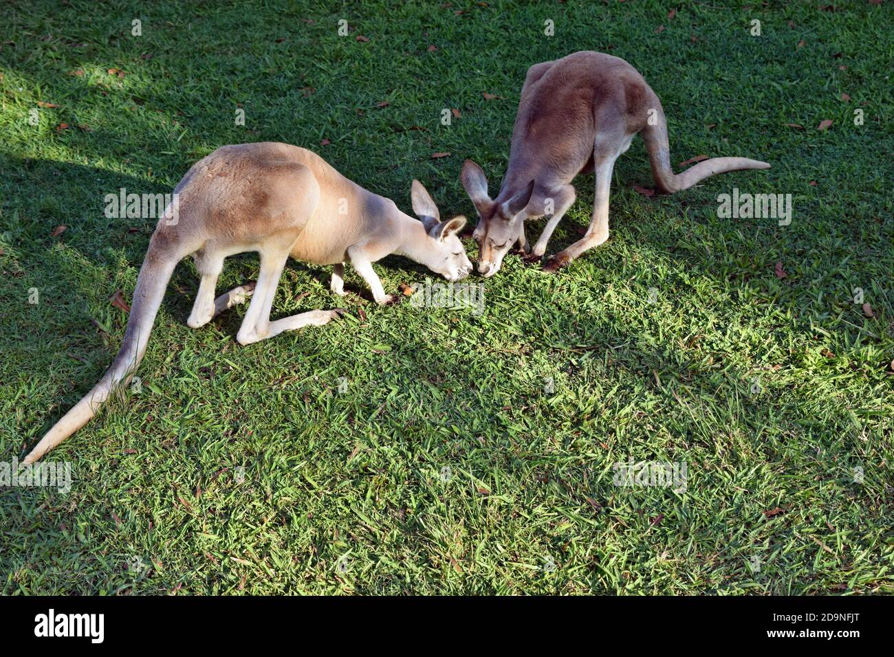 Very muscular wild red kangaroo lying on the ground in Queensland ...