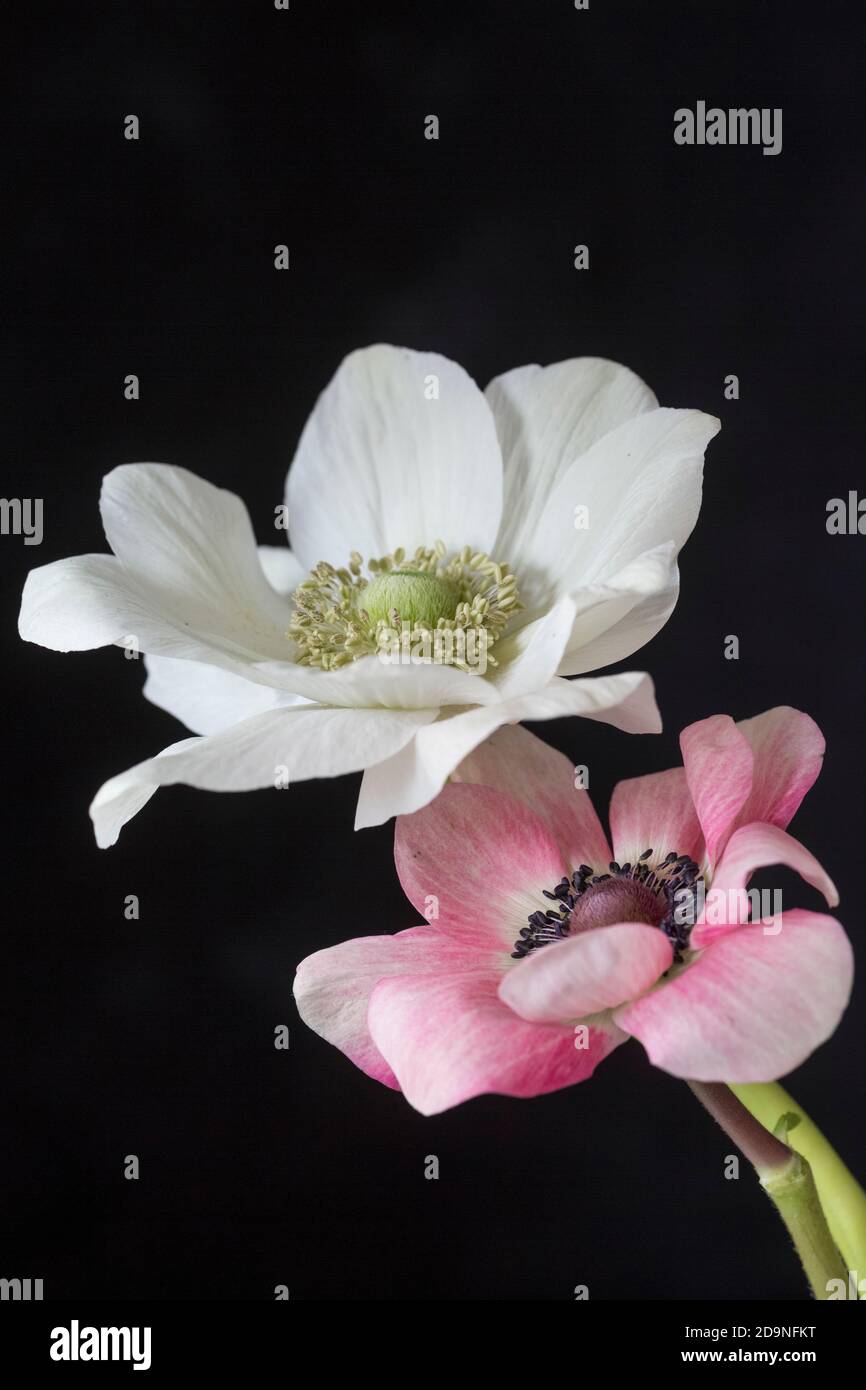 Studio shot of pink anemone hi-res stock photography and images - Alamy