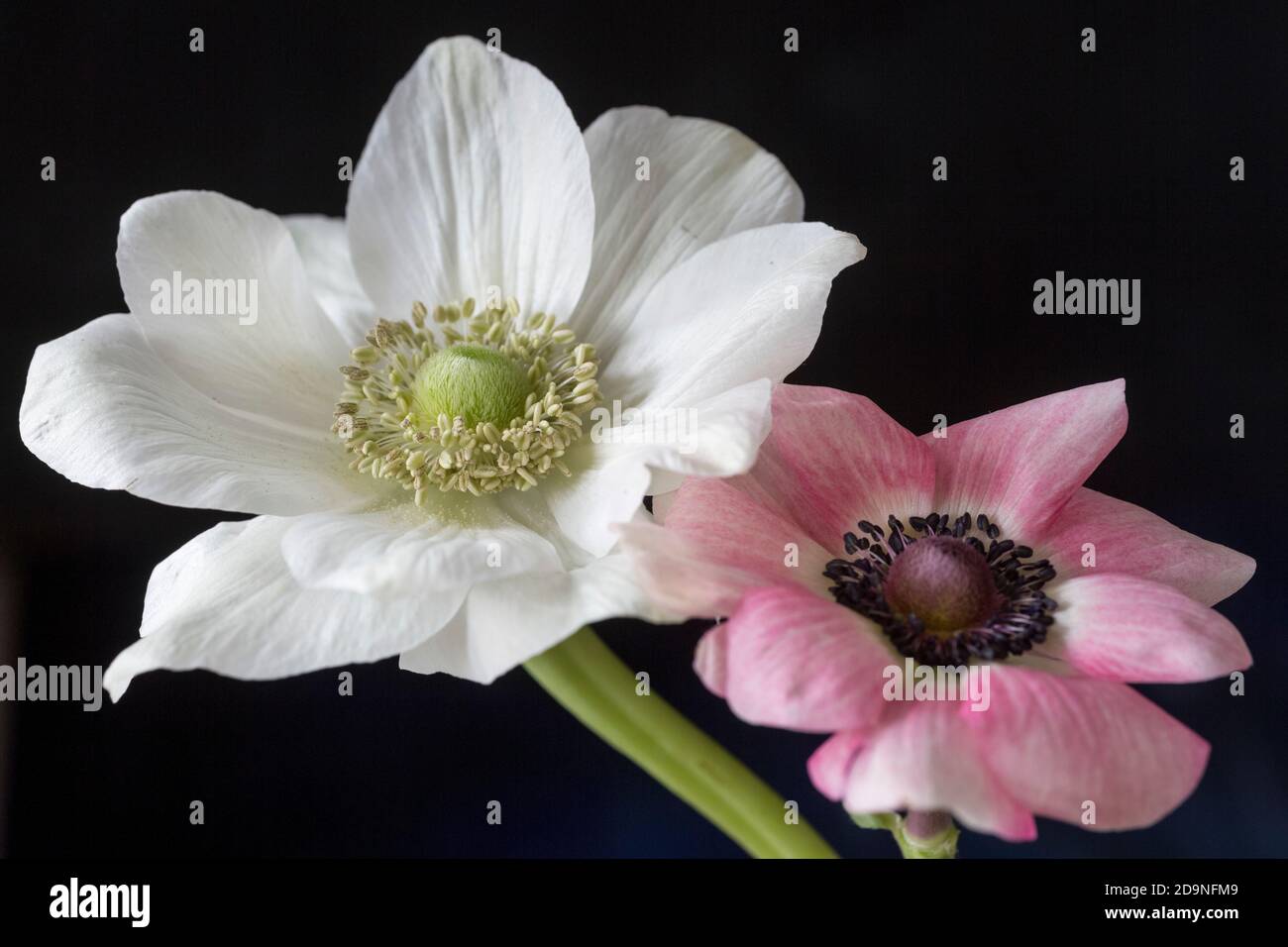 Studio shot of pink anemone hi-res stock photography and images - Alamy