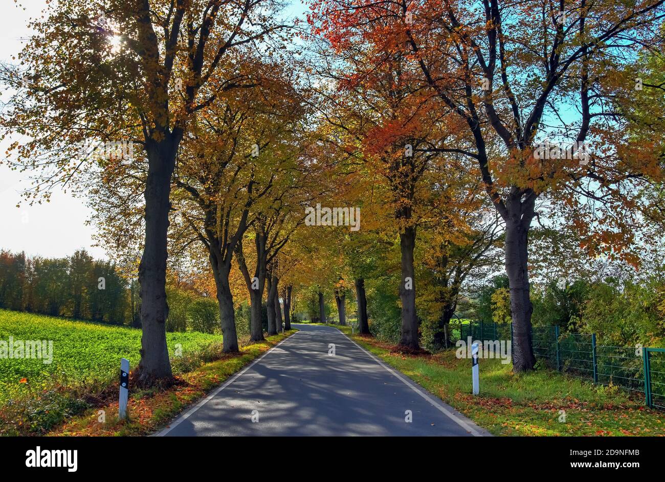 Road surrounded by trees covered in colorful leaves under the sunlight ...