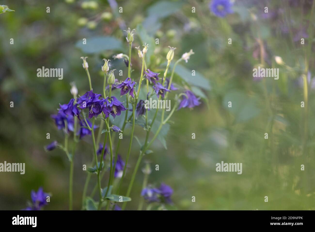 Columbines hi-res stock photography and images - Alamy
