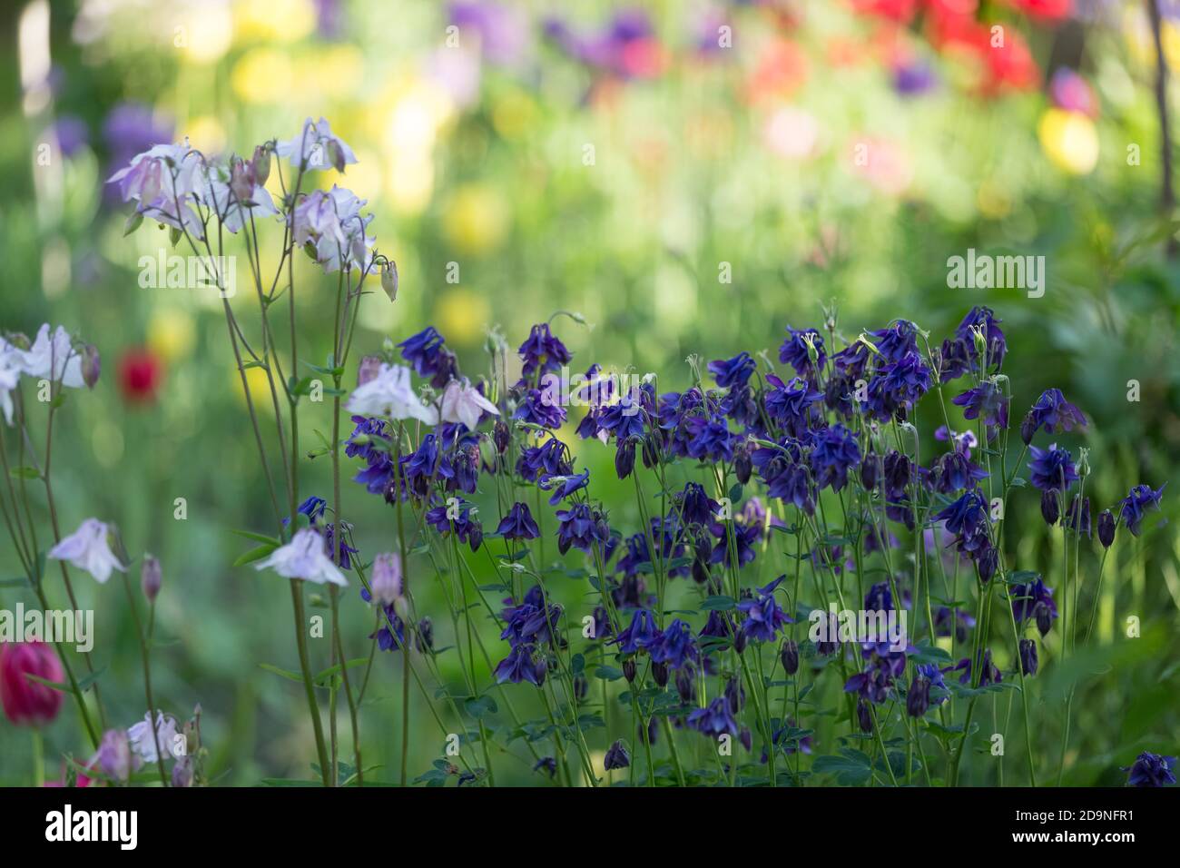 Columbines in the garden Stock Photo - Alamy