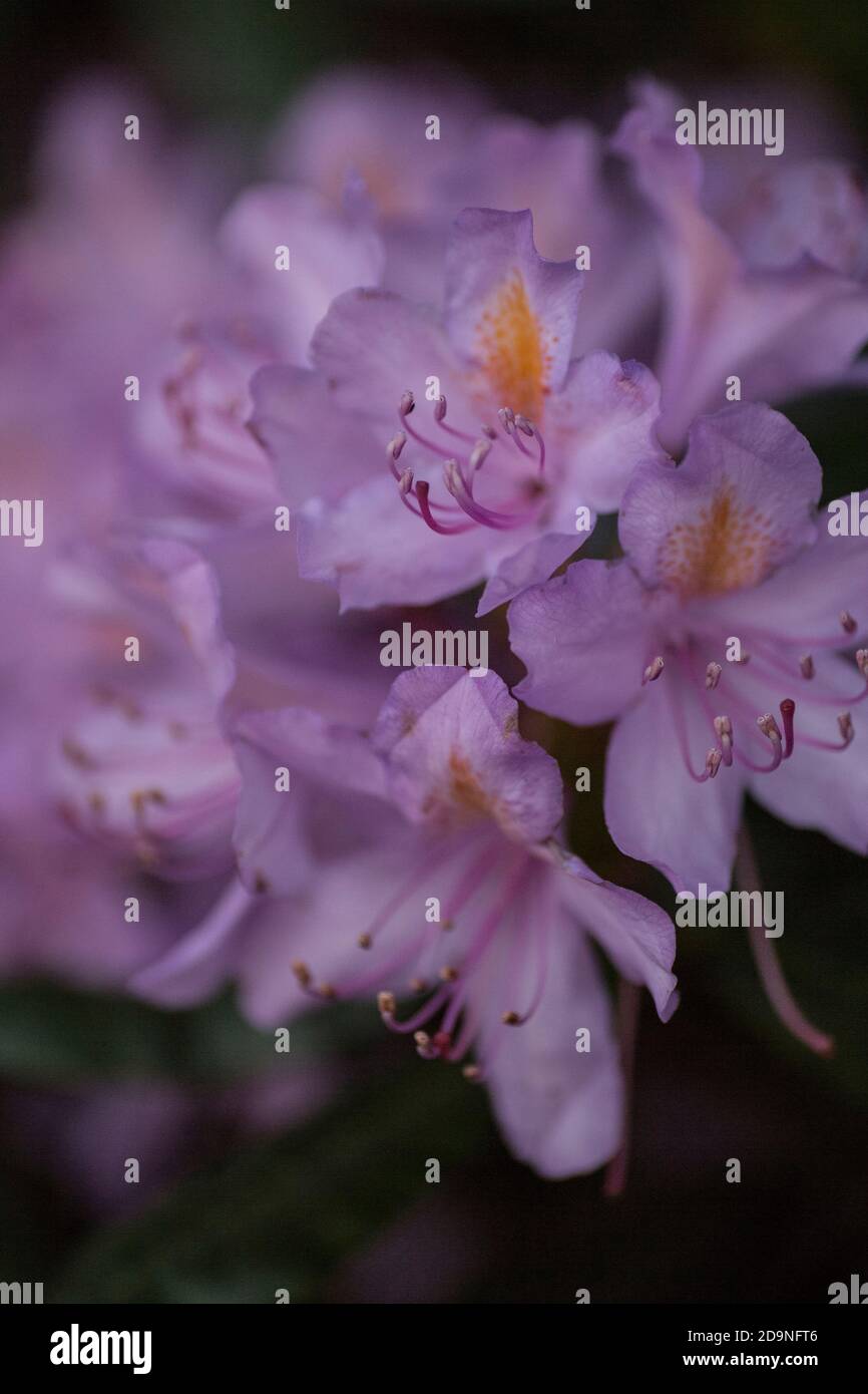Mauve azalea hi-res stock photography and images - Alamy