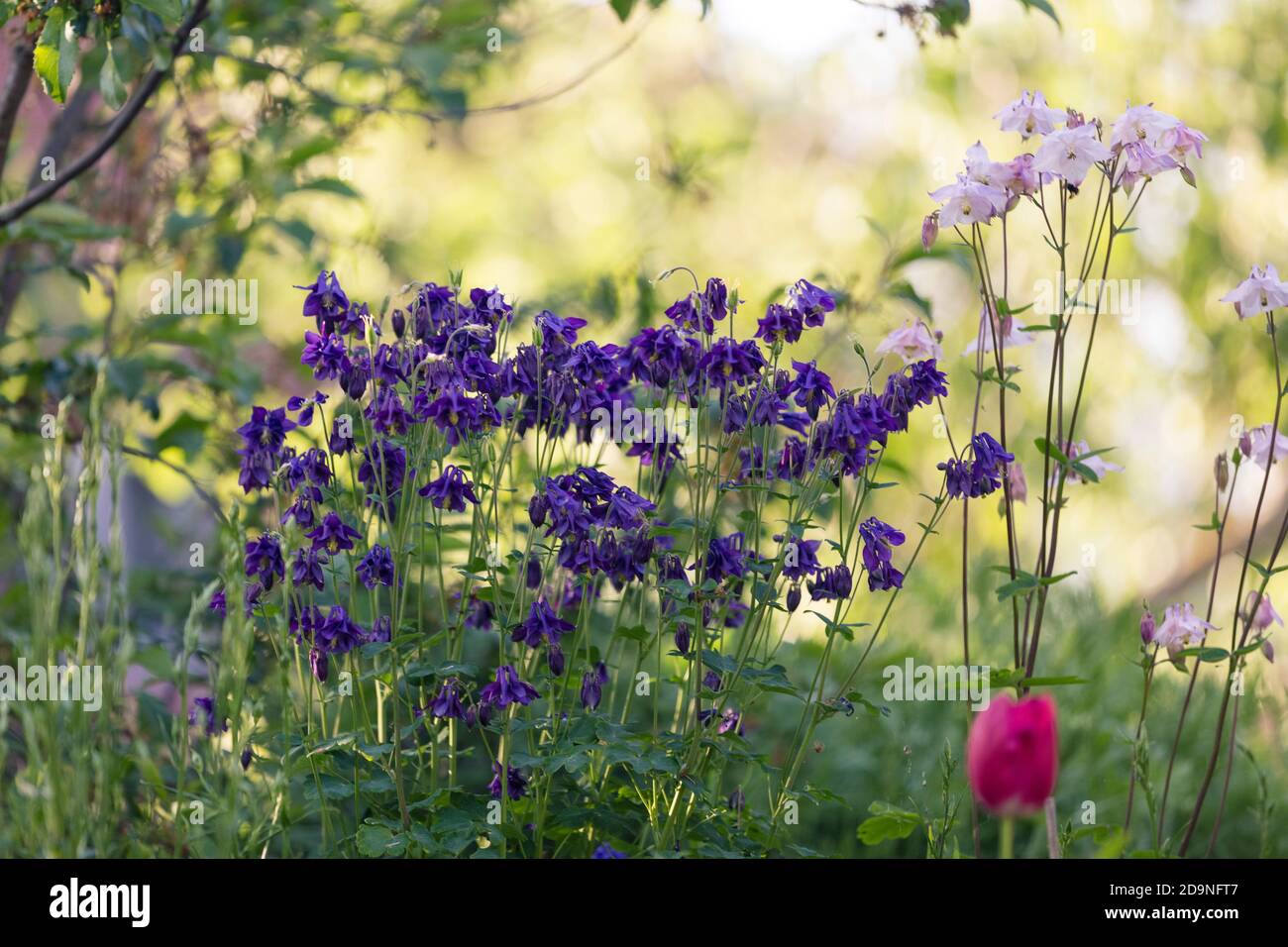 Columbines in the garden Stock Photo - Alamy