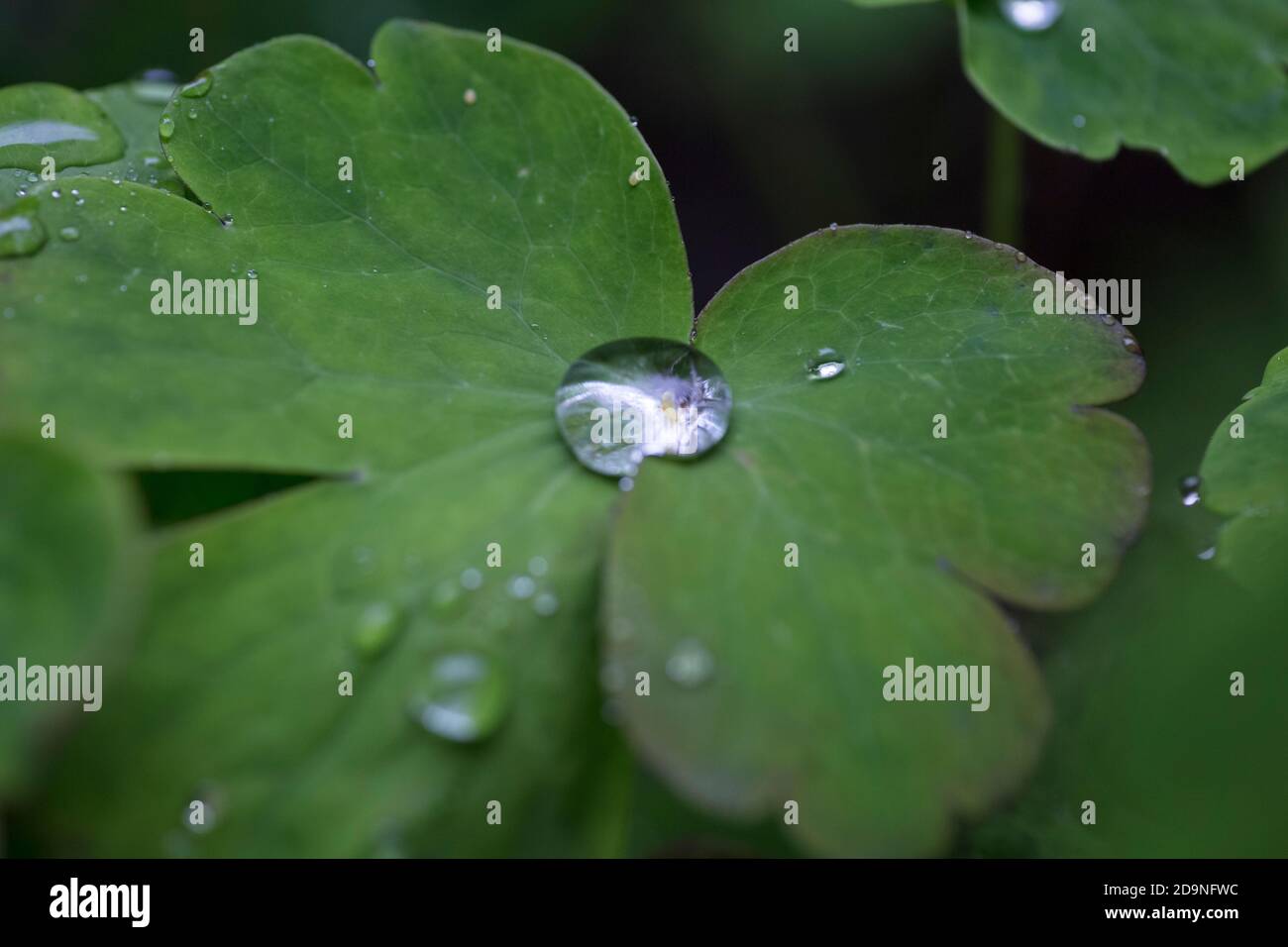 Drops of water on a plant Stock Photo - Alamy