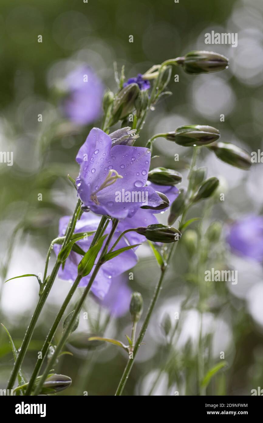 Bellflower garden hi-res stock photography and images - Alamy
