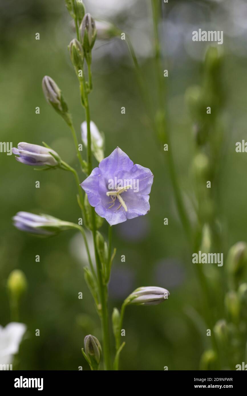 Bellflower garden hi-res stock photography and images - Alamy