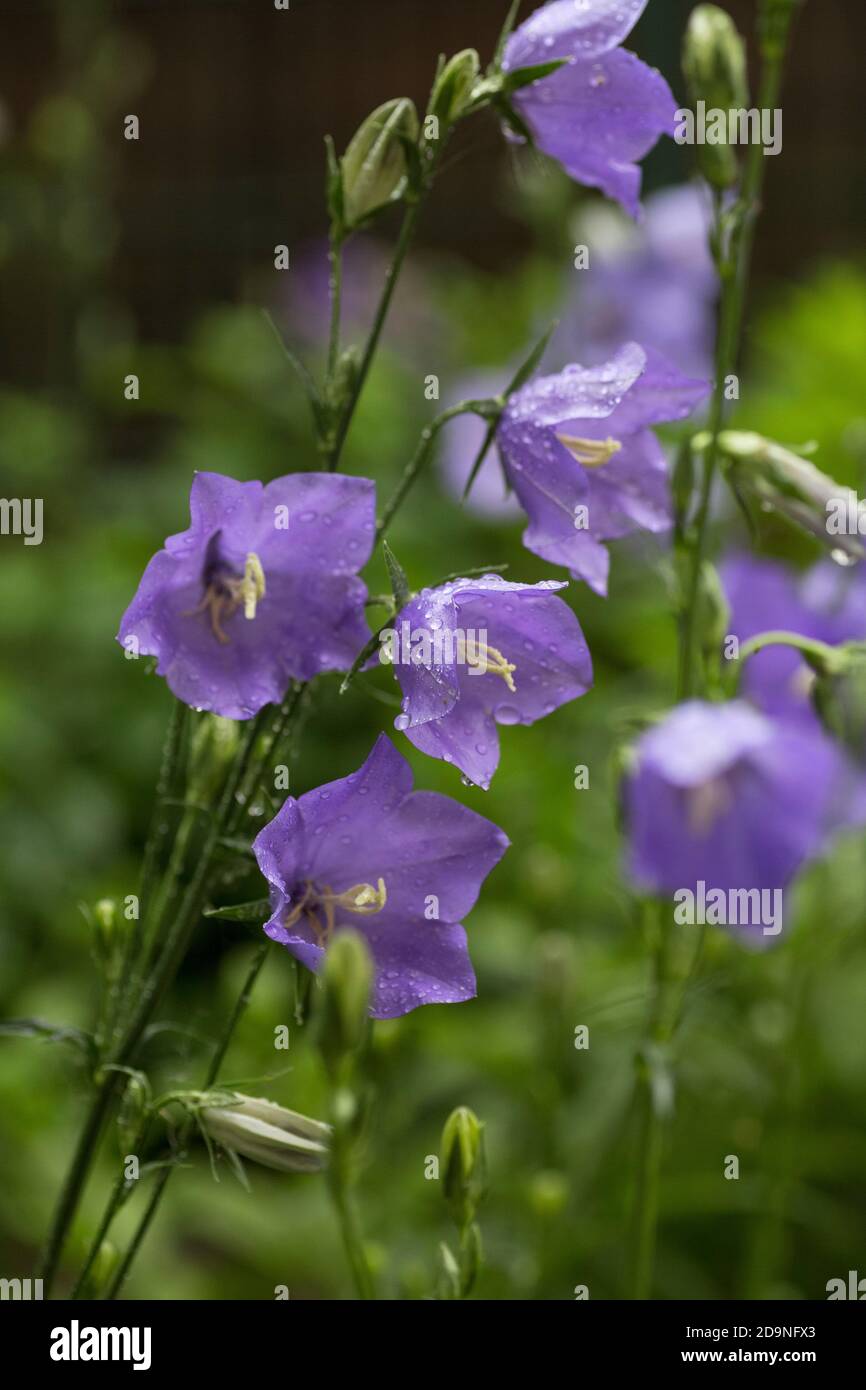 Bellflower garden hi-res stock photography and images - Alamy