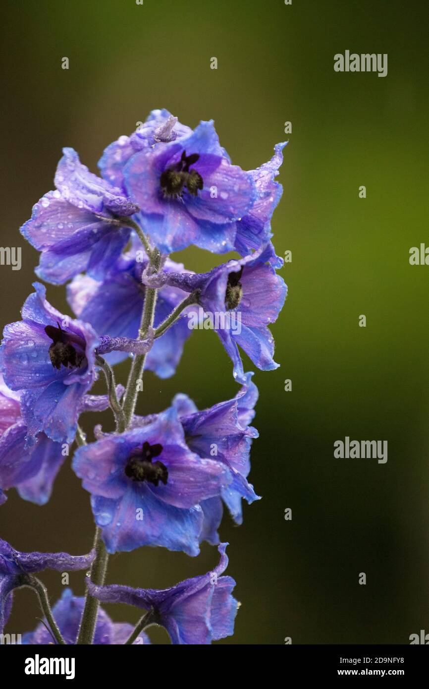 Wet delphinium hi-res stock photography and images - Alamy