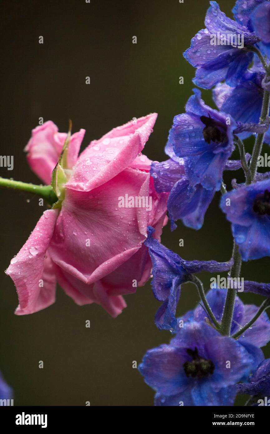 Delphiniums and roses hi-res stock photography and images - Alamy
