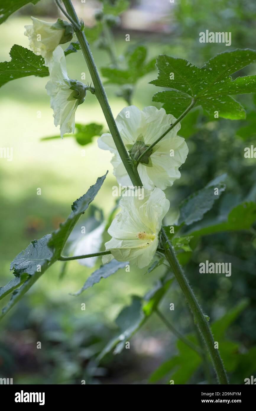 white mallow in the garden Stock Photo - Alamy