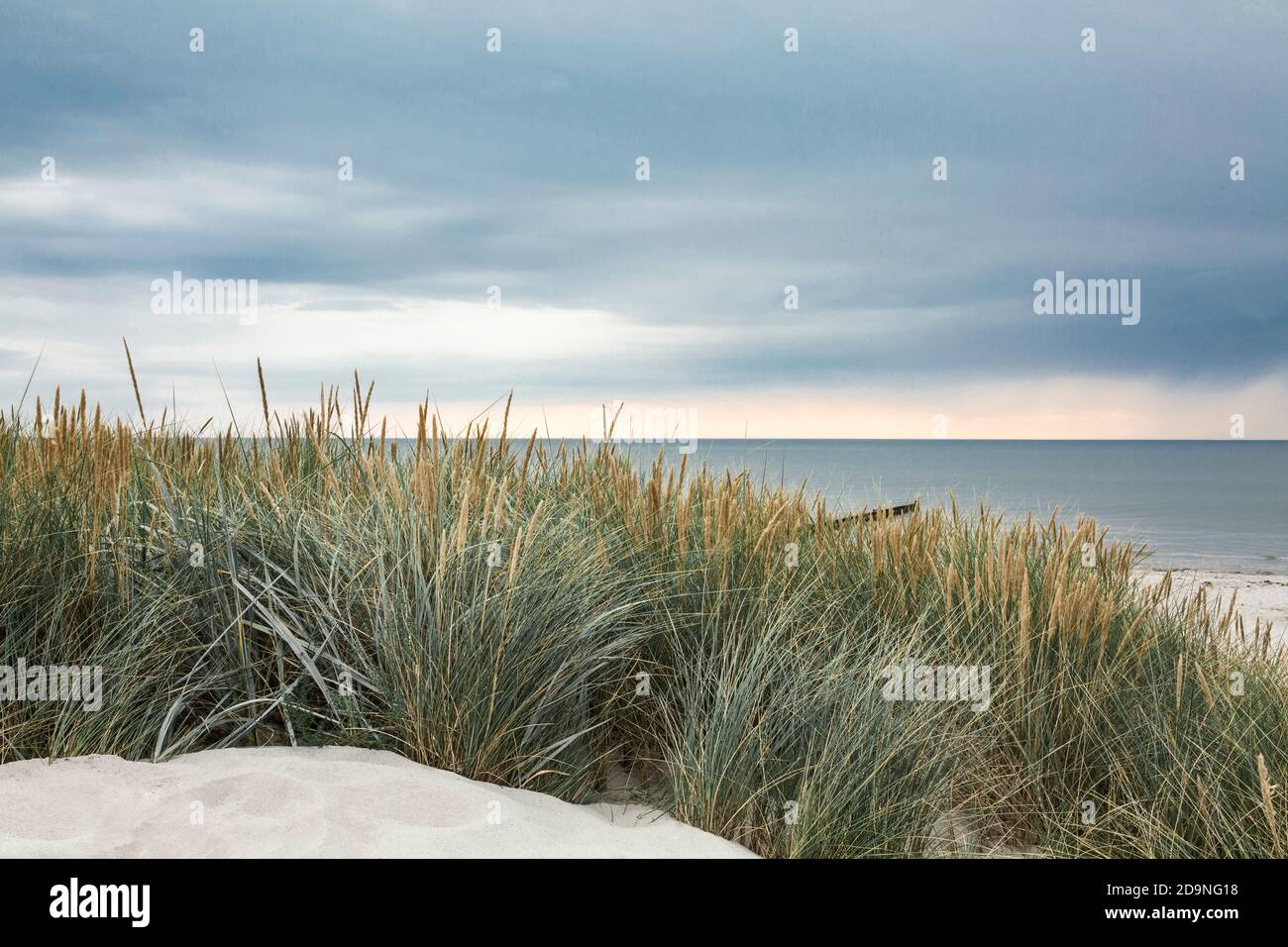 Dune with beach rye and in the background the Baltic Sea with a cloudy ...