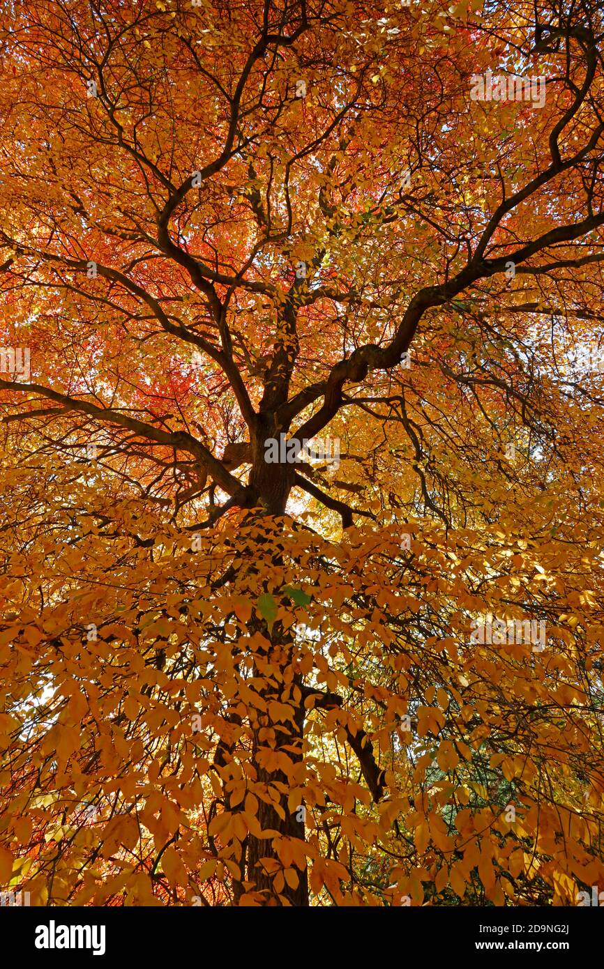 Looking up into the tree canopy of vibrant autumnal colours Stock Photo ...