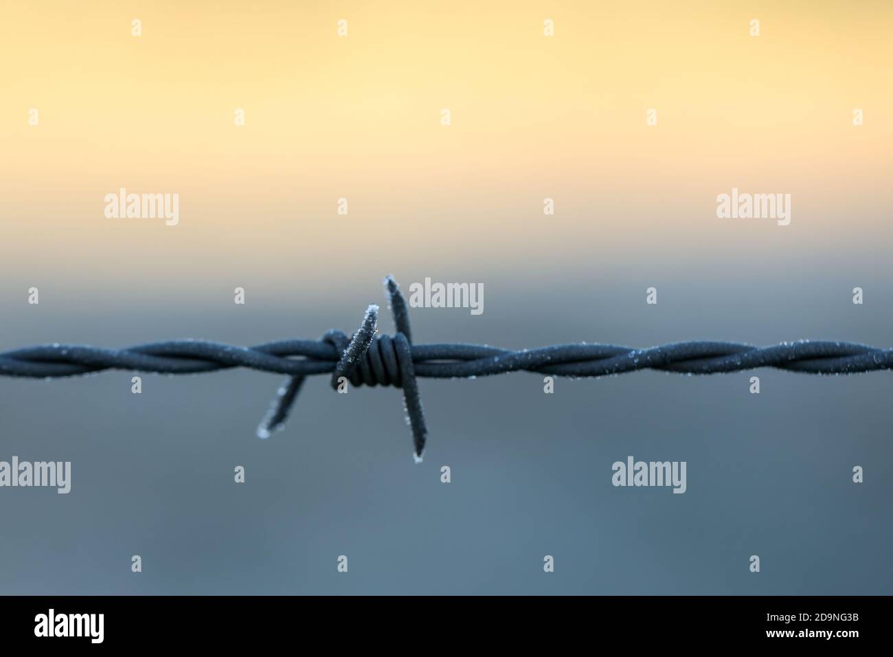 Closeup selective focus shot of barbed wire Stock Photo - Alamy