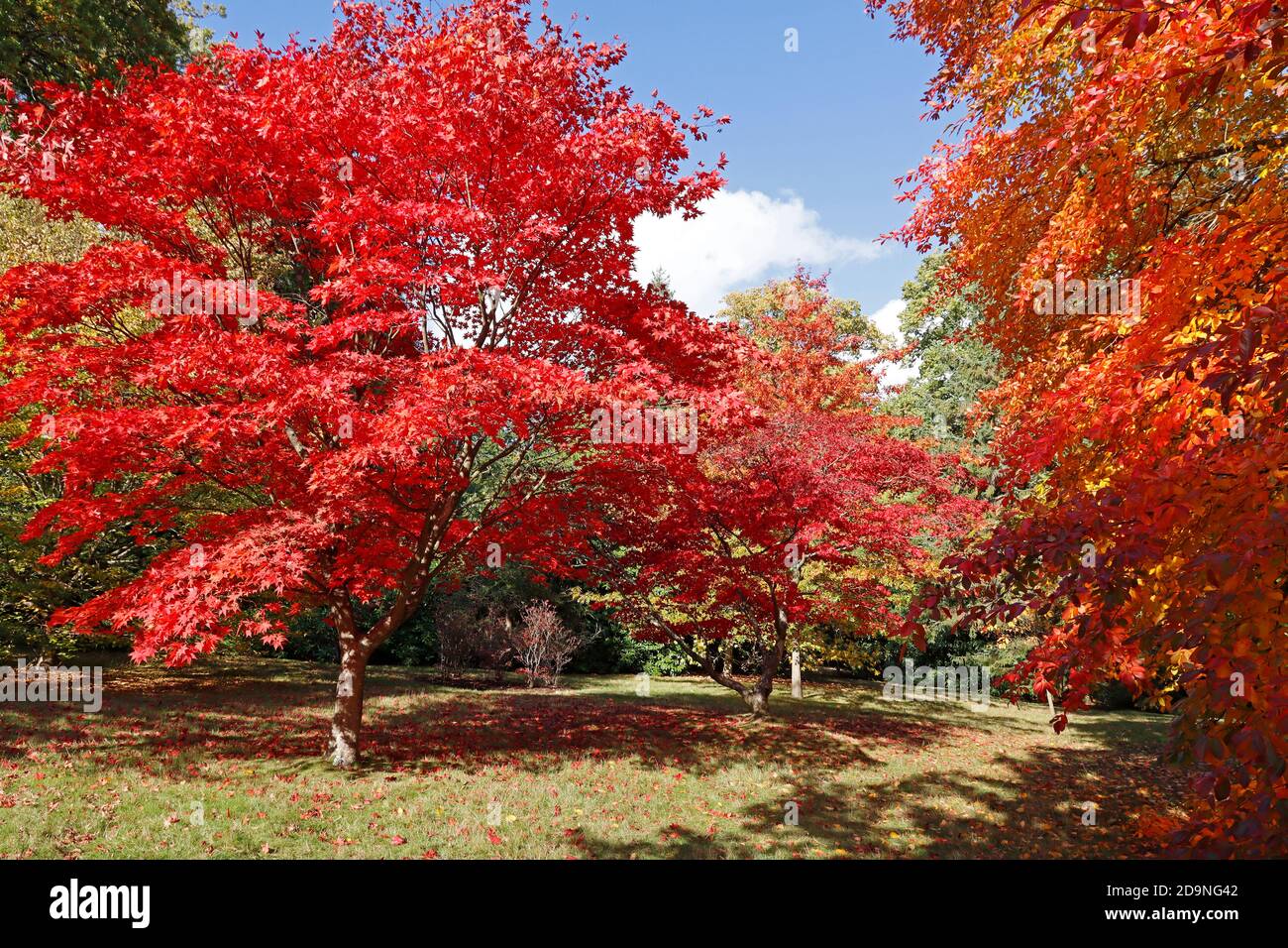 Graceful japanese maple hi-res stock photography and images - Alamy