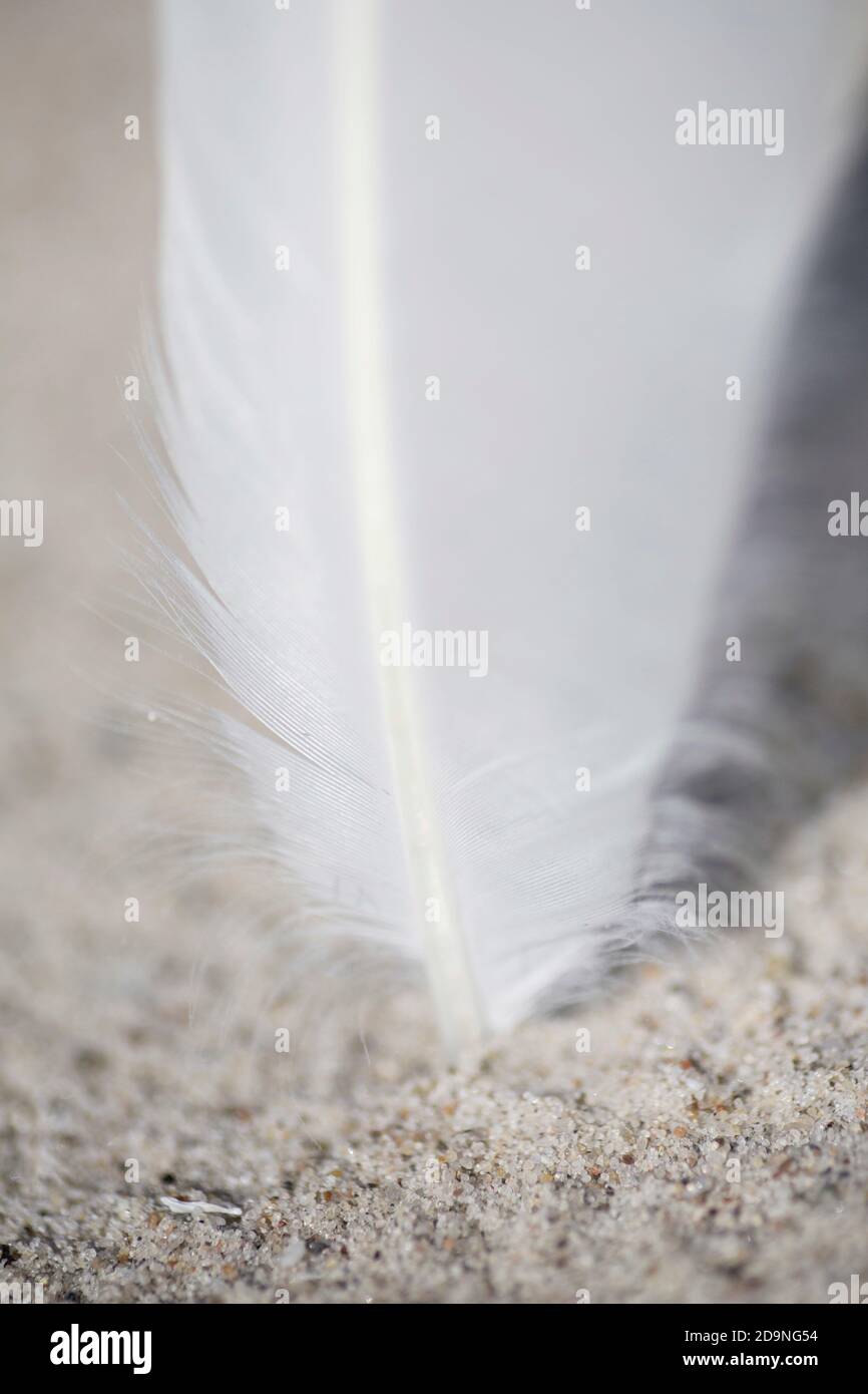 Shining feather hi-res stock photography and images - Alamy