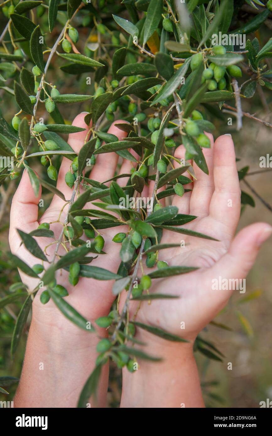 Hands holding branches of an olive tree. Unripe olives on branches ...