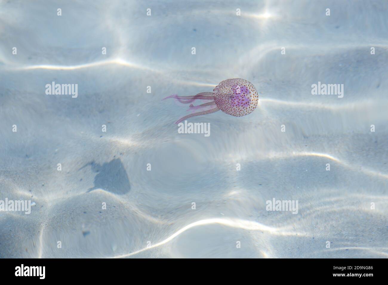 Medusa fish hi-res stock photography and images - Alamy