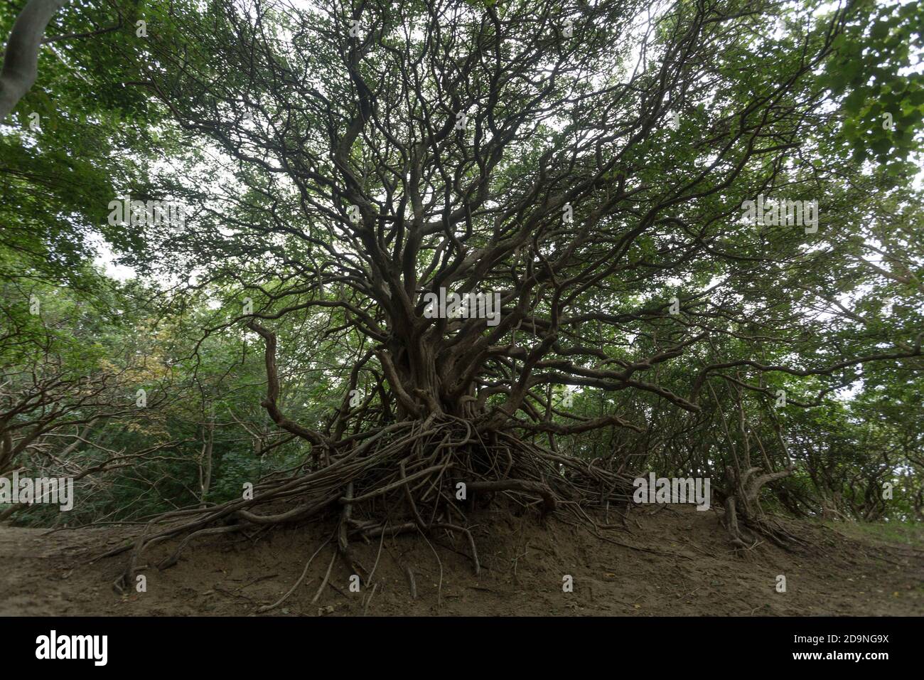 Thorn forest hi-res stock photography and images - Alamy