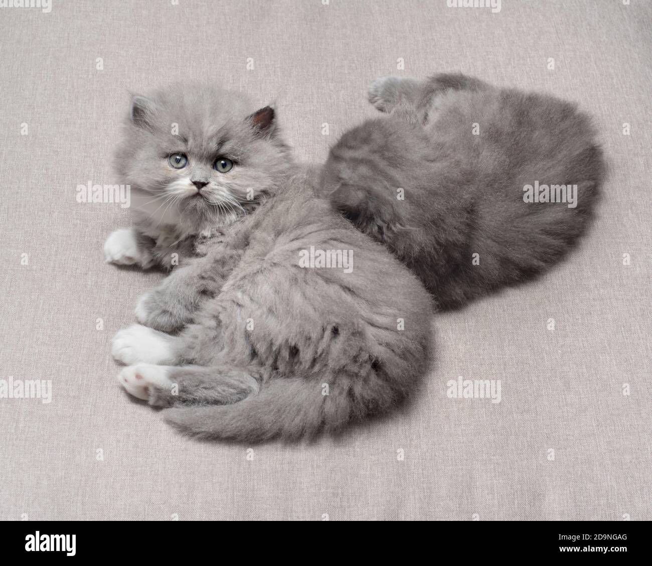 Two 5 week old grey and white ragamuffin kittens lying next to each ...