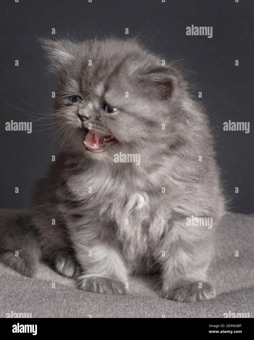 Funny photo of a grey smoke ragamuffin kitten meowing Stock Photo - Alamy