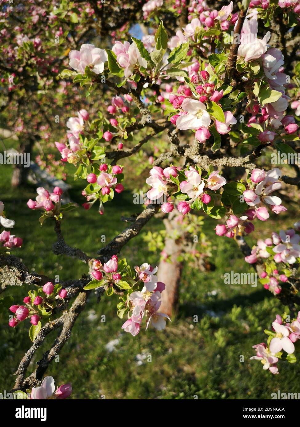 Upper limb region hi-res stock photography and images - Alamy