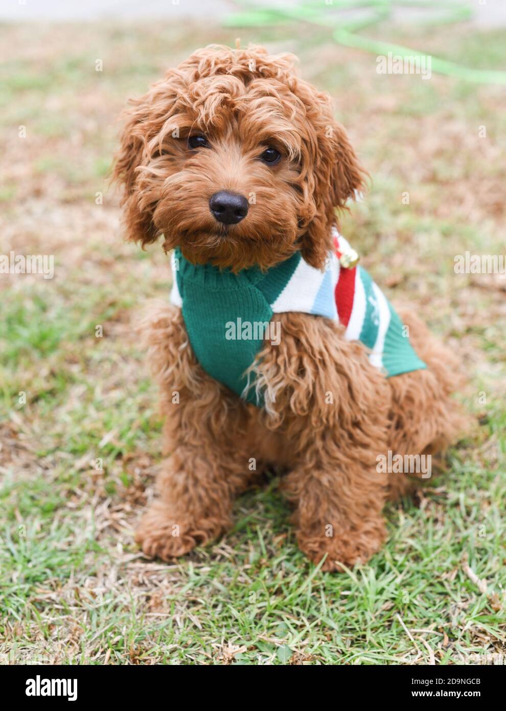 Adorable brown labradoodle puppy on the grass Stock Photo - Alamy