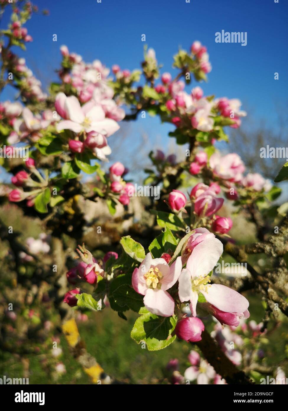 Upper limb region hi-res stock photography and images - Alamy